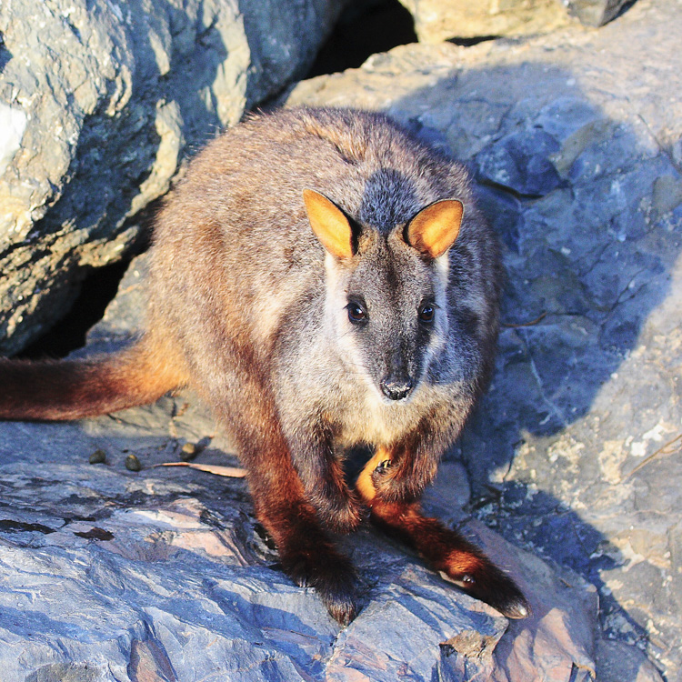 Complex habitat crucial to brush-tailed rock-wallaby survival